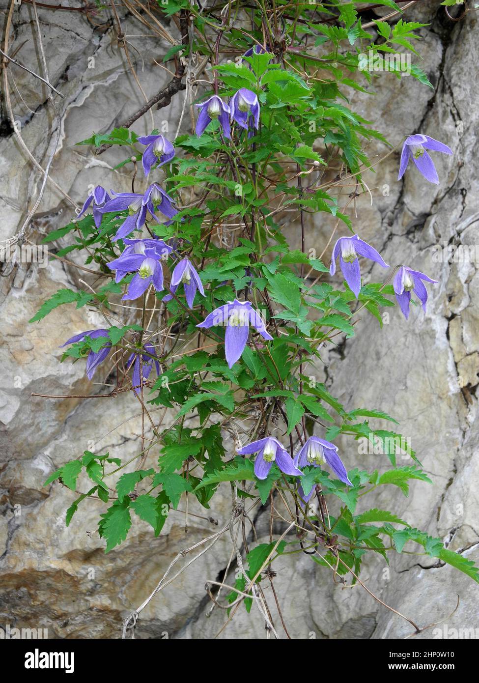 Alpine clematis aka alpine virgin's bower Stock Photo - Alamy