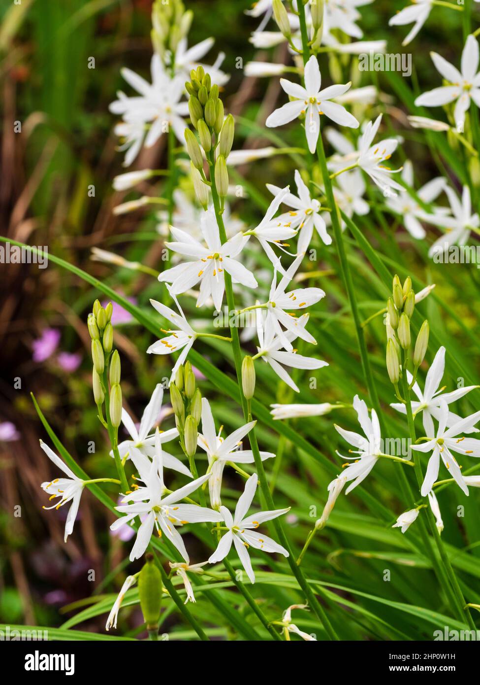 Anthericum liliago major white flower hi-res stock photography and ...