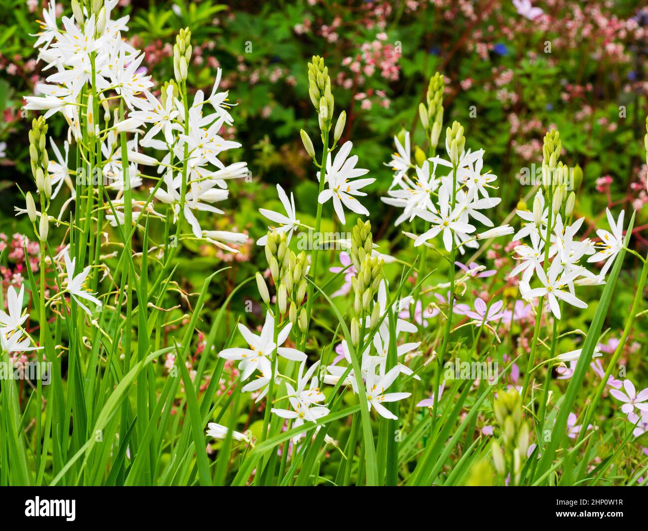 White, early summer flowers of St Bernard's Lily, Anthericum liliago ...