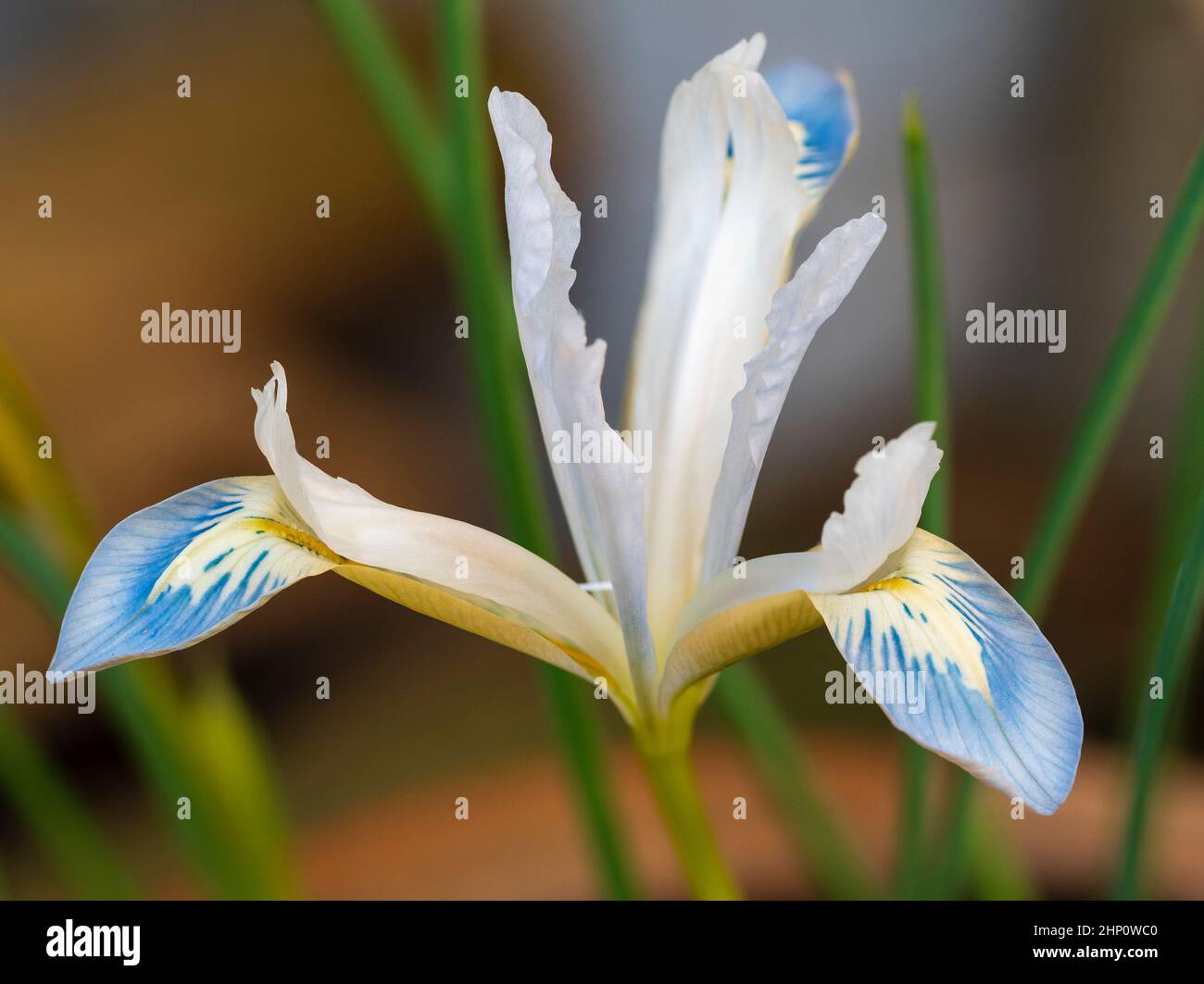 Blue and white flowers of the hardy dwarf winter flowering iris, Iris ...