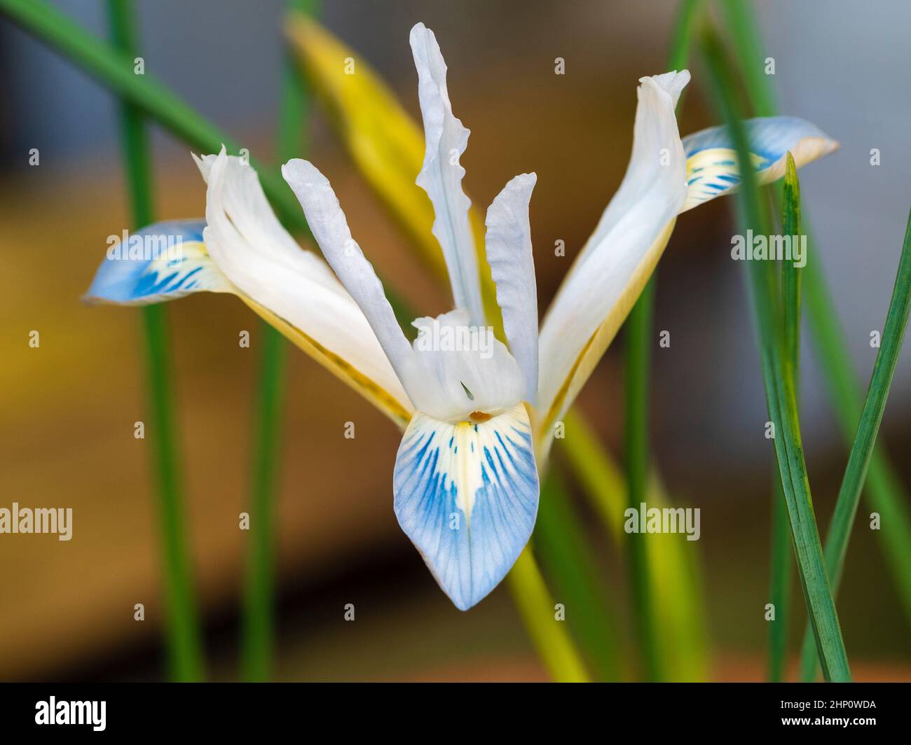 Iris reticulata frozen planet hi-res stock photography and images - Alamy