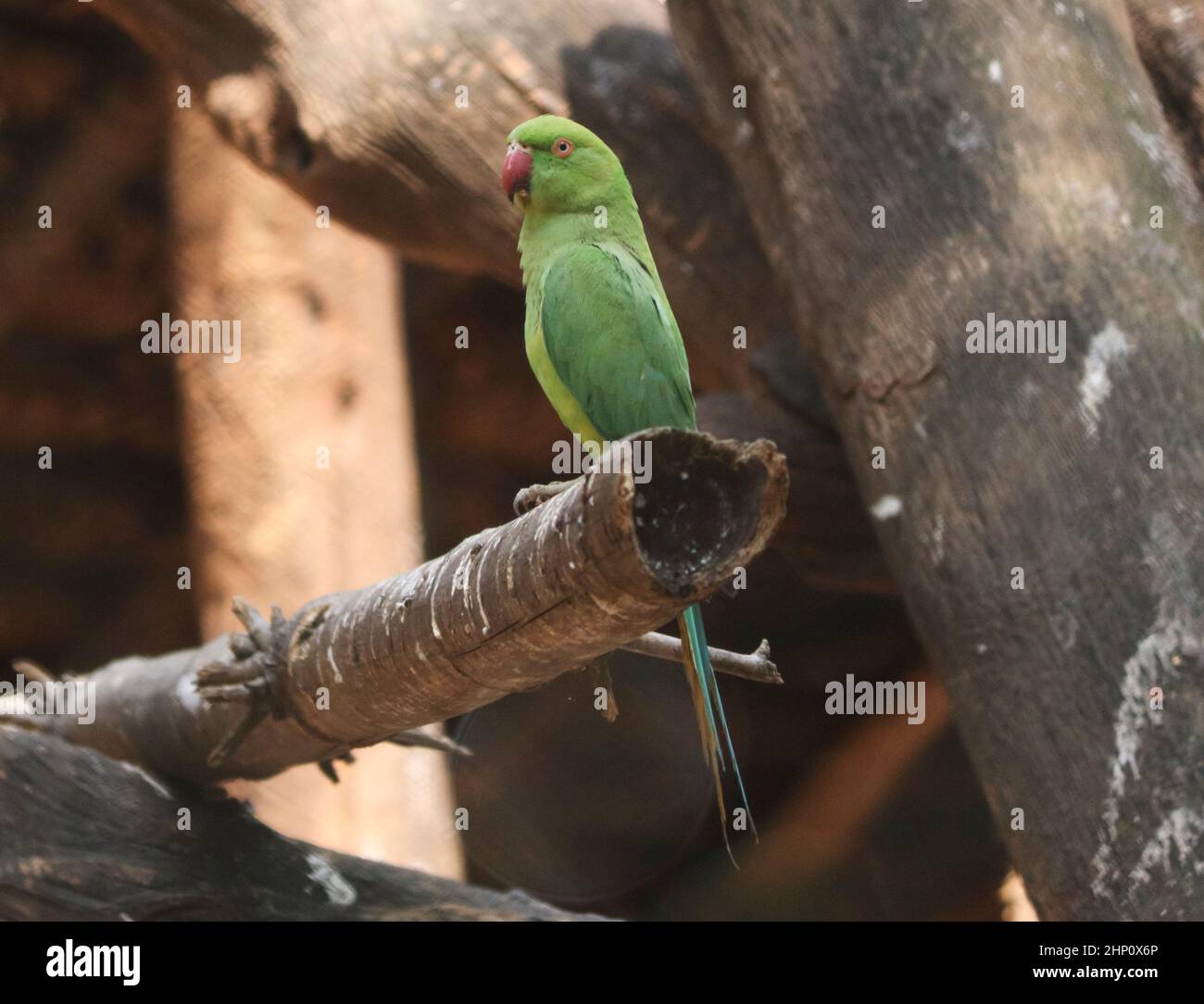 green parrot sit in the tree. with blur background Stock Photo - Alamy