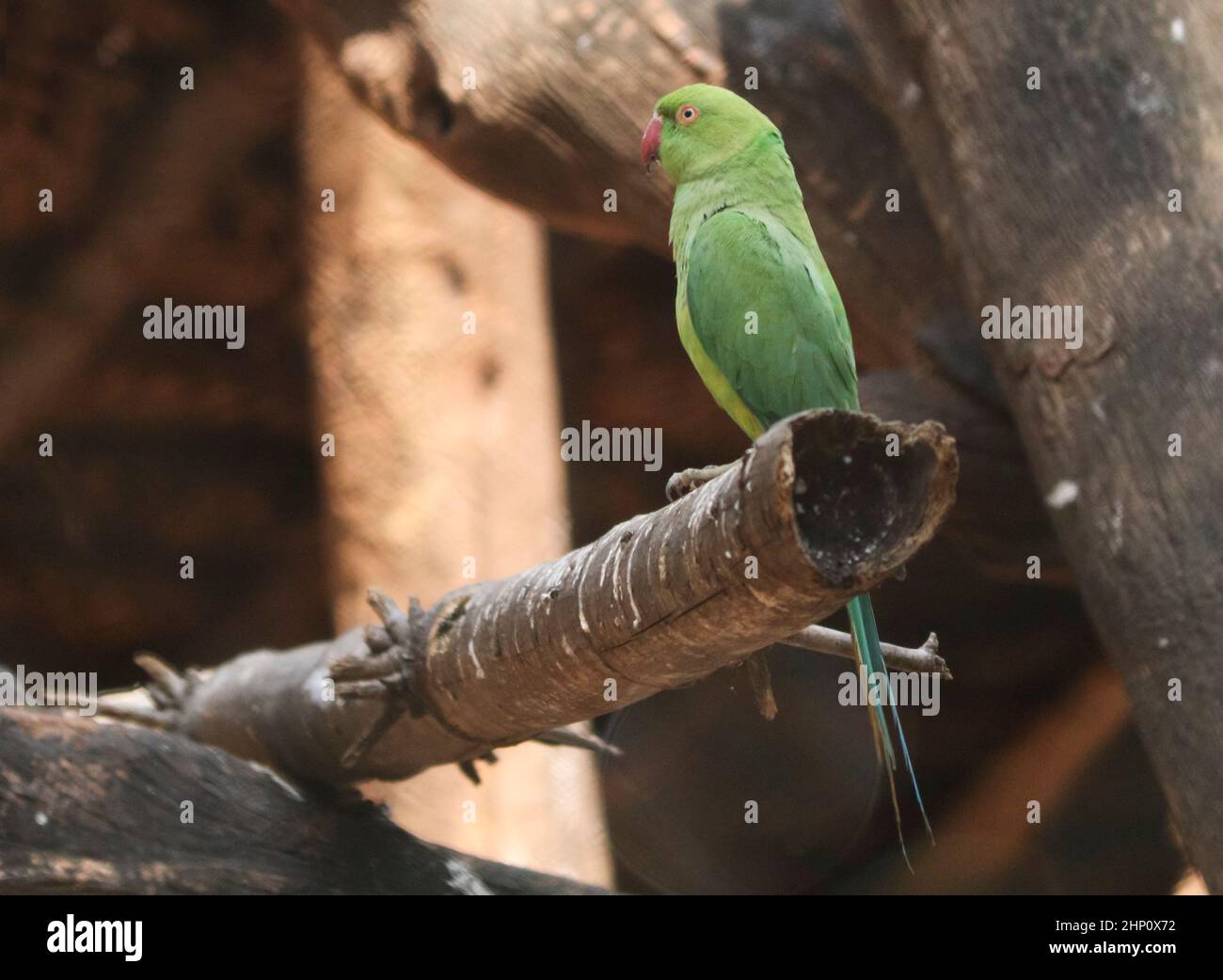 green parrot sit in the tree. with blur background Stock Photo - Alamy