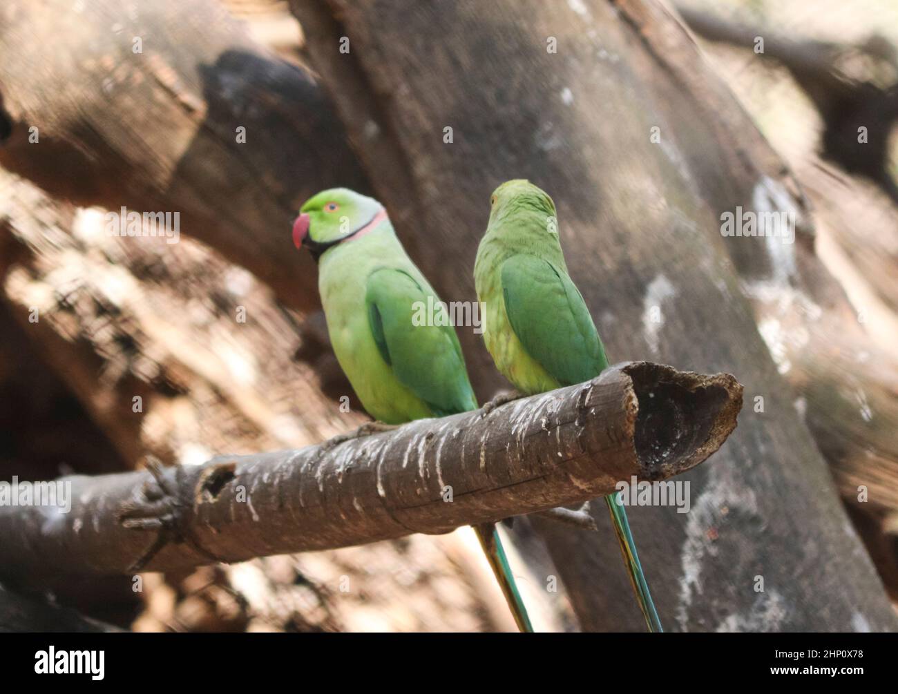 green parrot sit in the tree. with blur background Stock Photo - Alamy