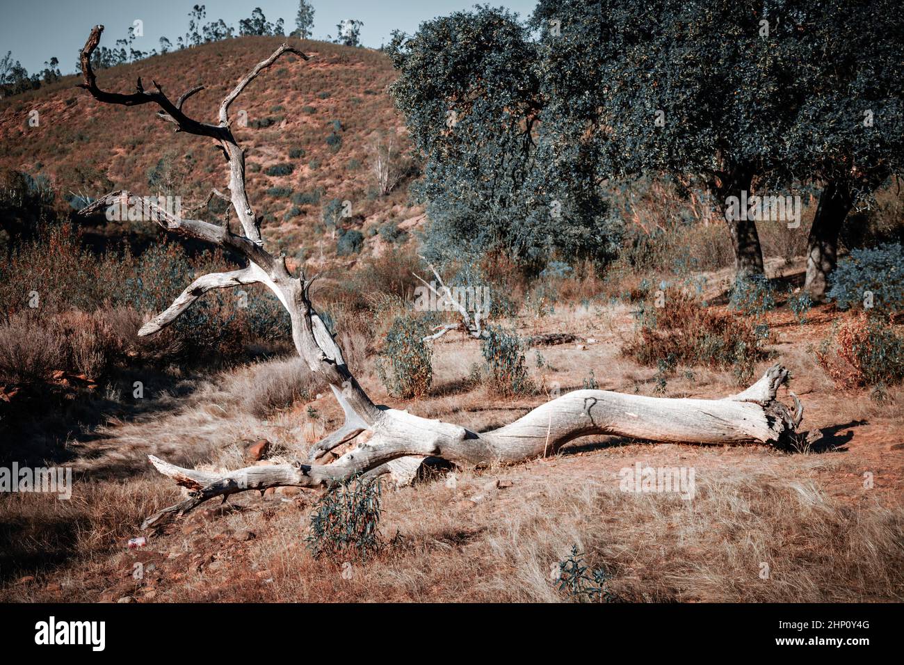 Arid landscape with a dry tree lying on the ground Stock Photo - Alamy