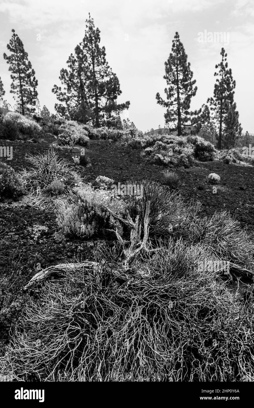 Tree thickets Black and White Stock Photos & Images - Alamy