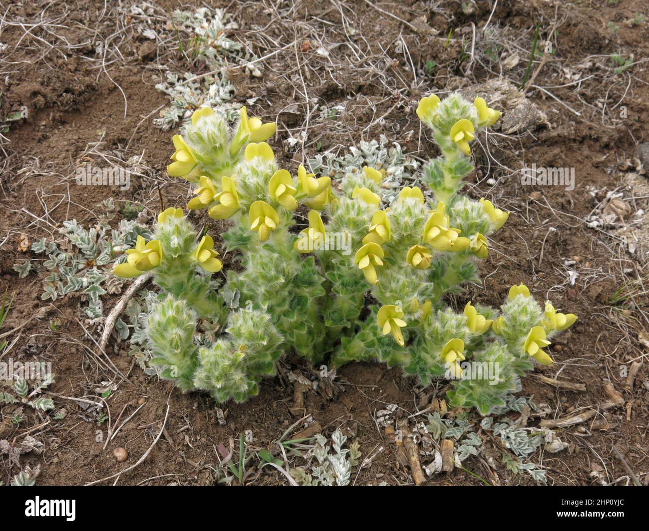Small yellow spring flowers growing in the Everest National Park, Nepal ...