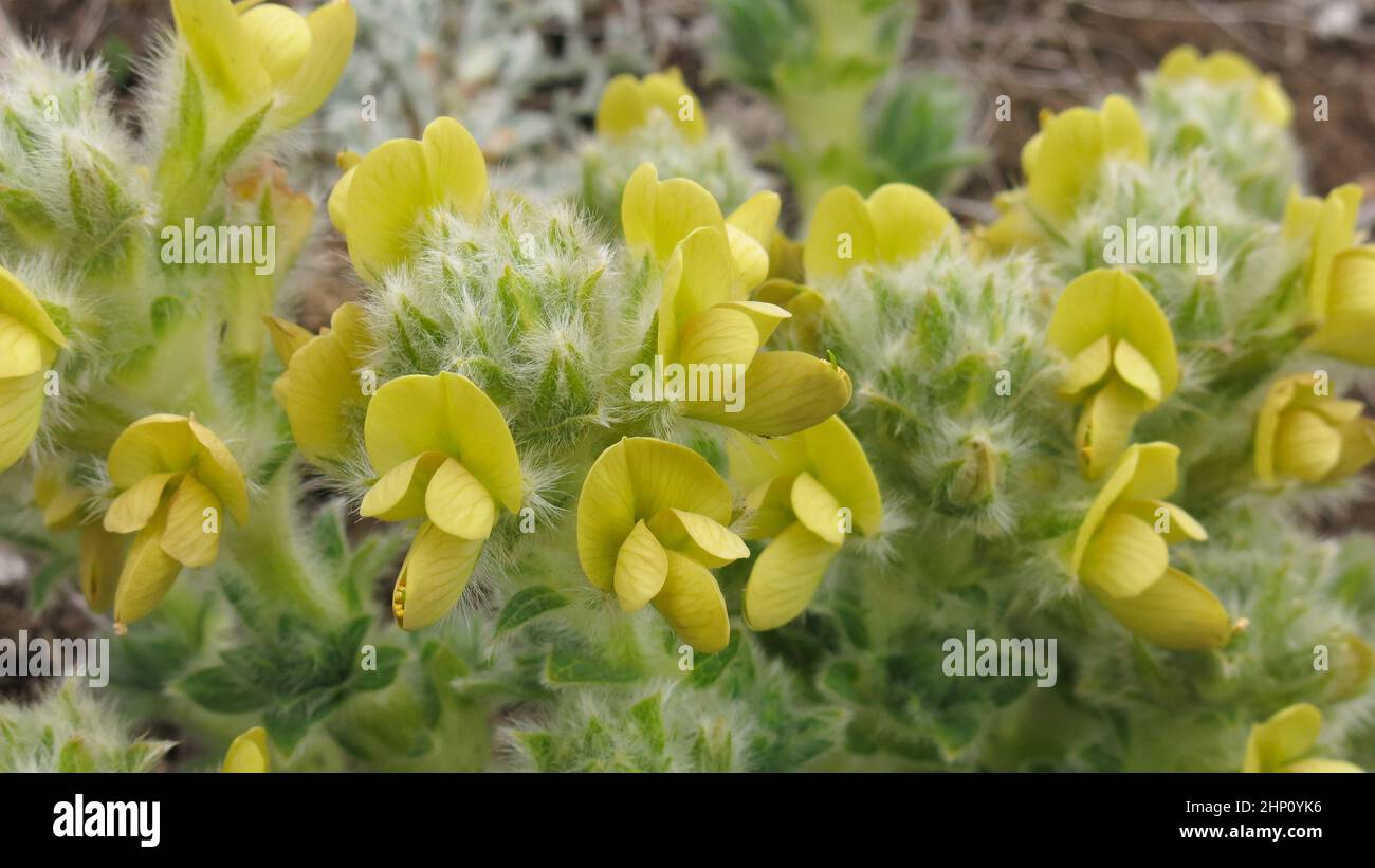 Small yellow spring flowers growing in the Everest National Park, Nepal ...
