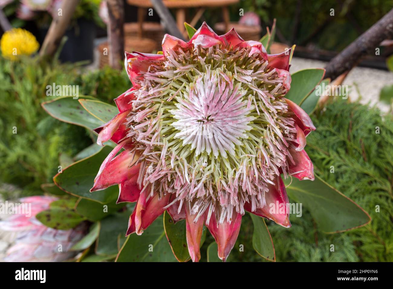 King protea or protea cynaroides the national flower of South Africa ...
