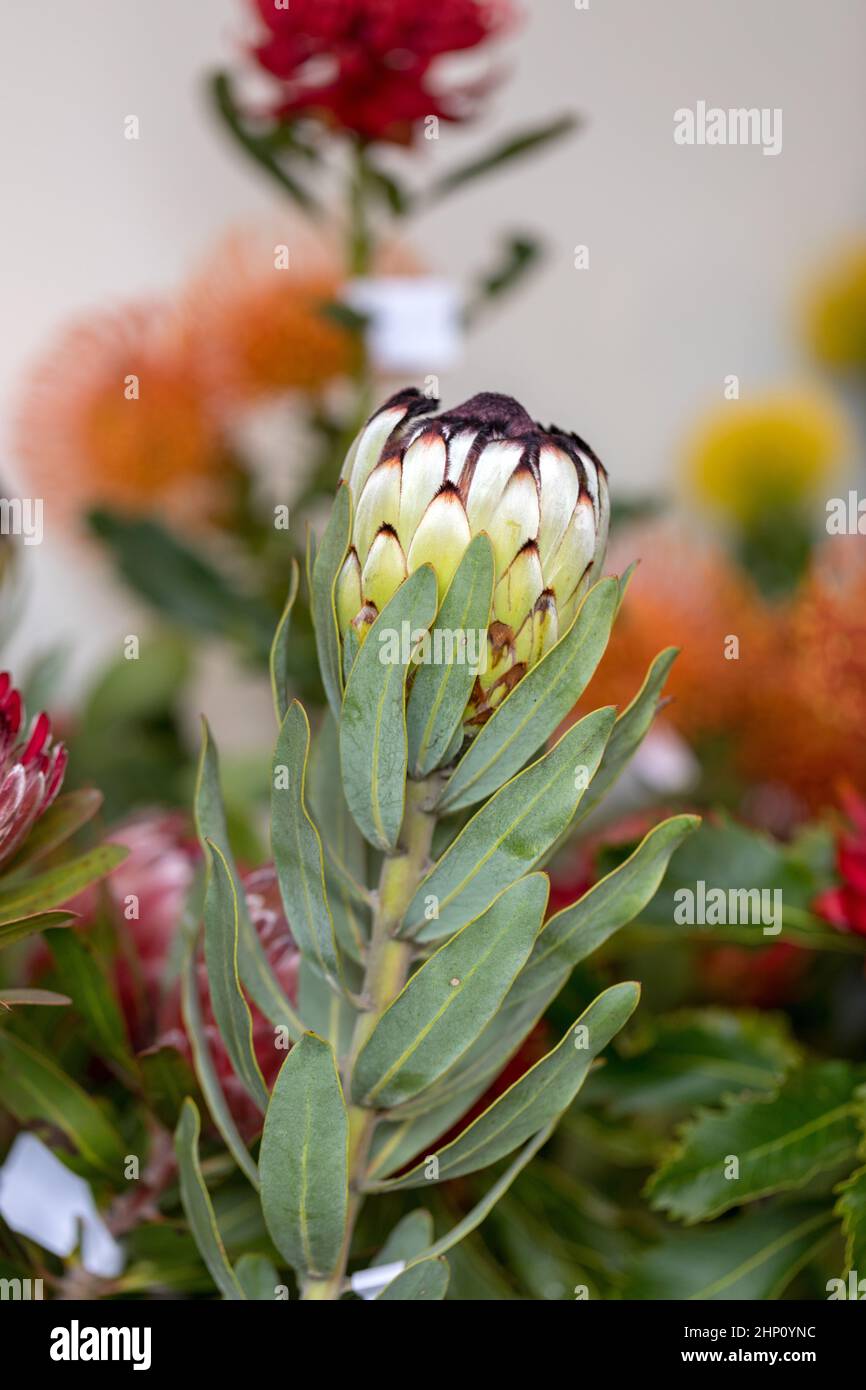 Bud of King protea or protea cynaroides the national flower of South ...