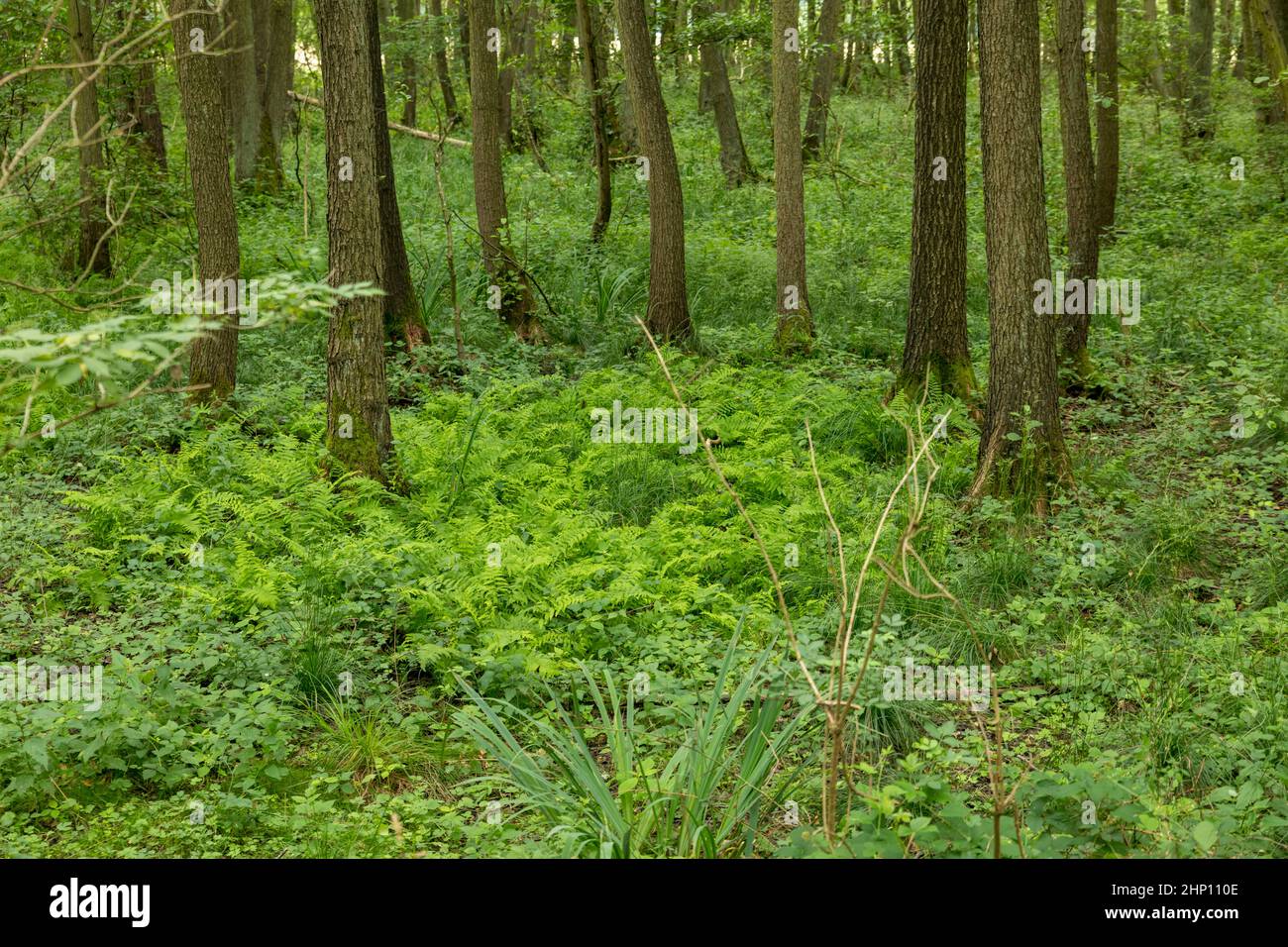 German Moor forest landscape with fern, grass and deciduous trees in ...