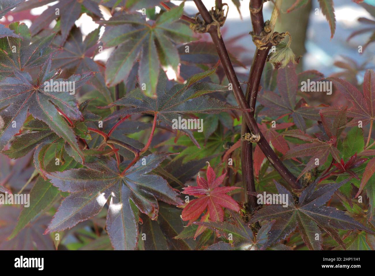 Acer palmatum bloodgood or Japanese Maple Stock Photo - Alamy