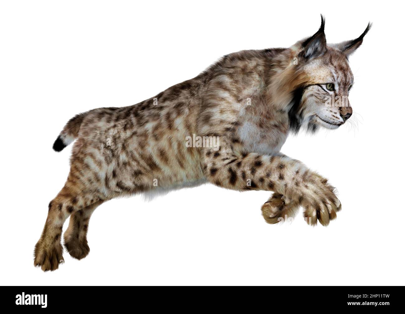 3D rendering of a wild animal lynx isolated on white background Stock ...