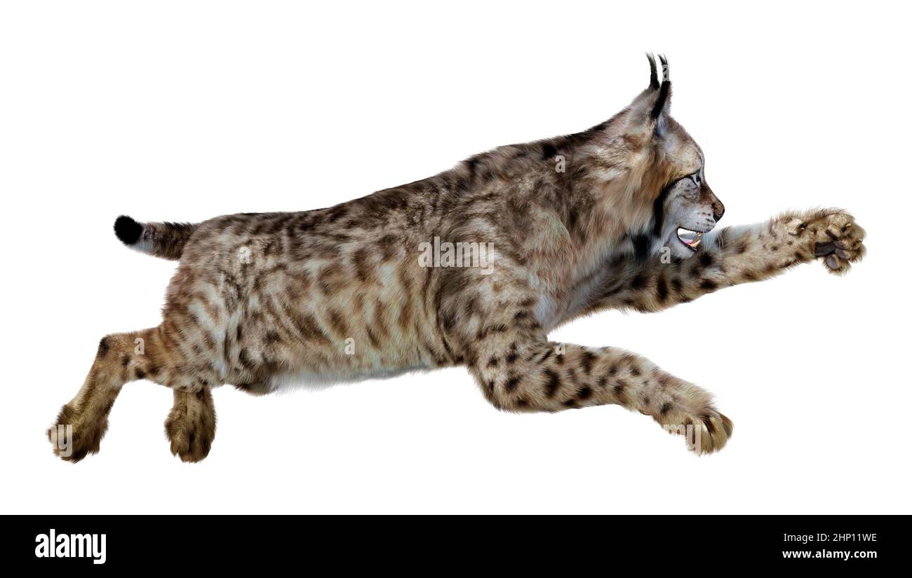 3D rendering of a wild animal lynx isolated on white background Stock ...