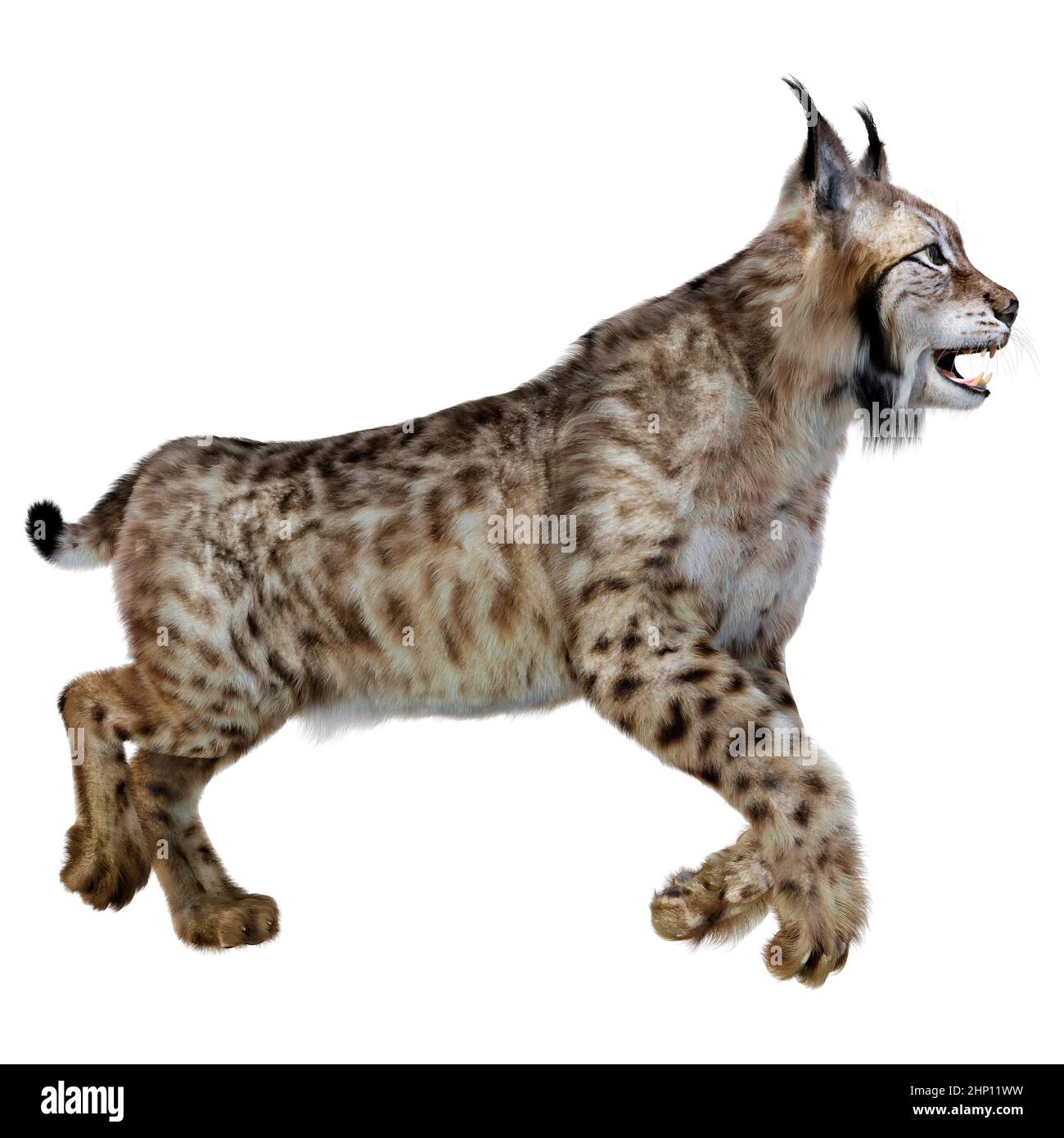 3D rendering of a wild animal lynx isolated on white background Stock ...