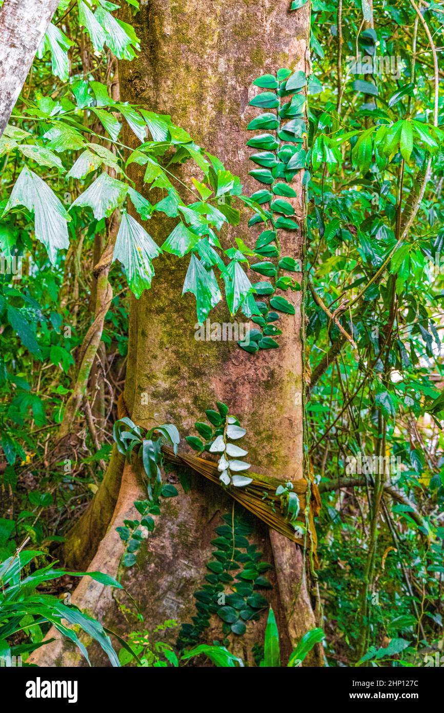 Khao lak hike hi-res stock photography and images - Alamy