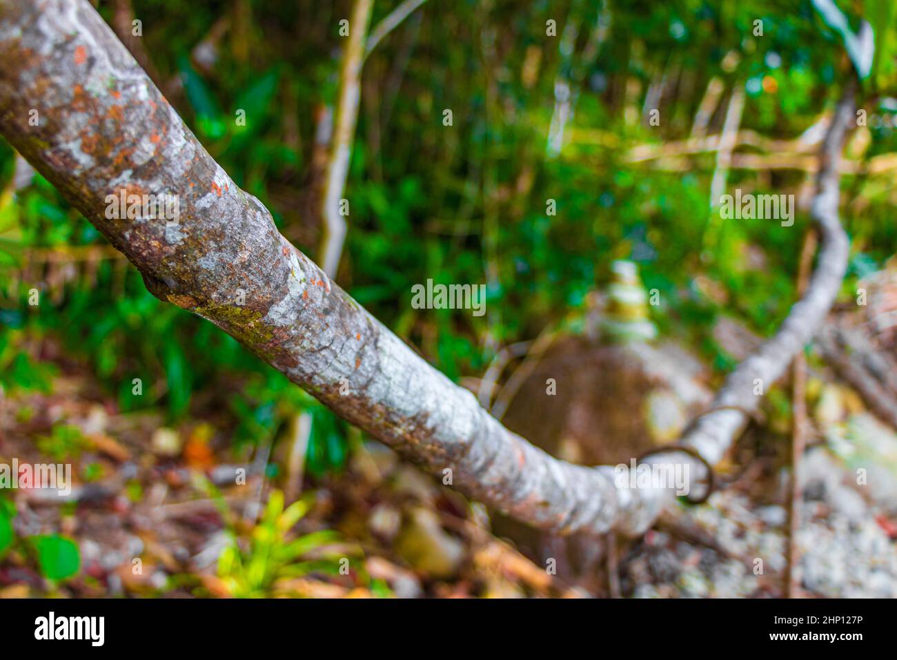 Trees and plants in the tropical jungle forest with roots leafs palm ...