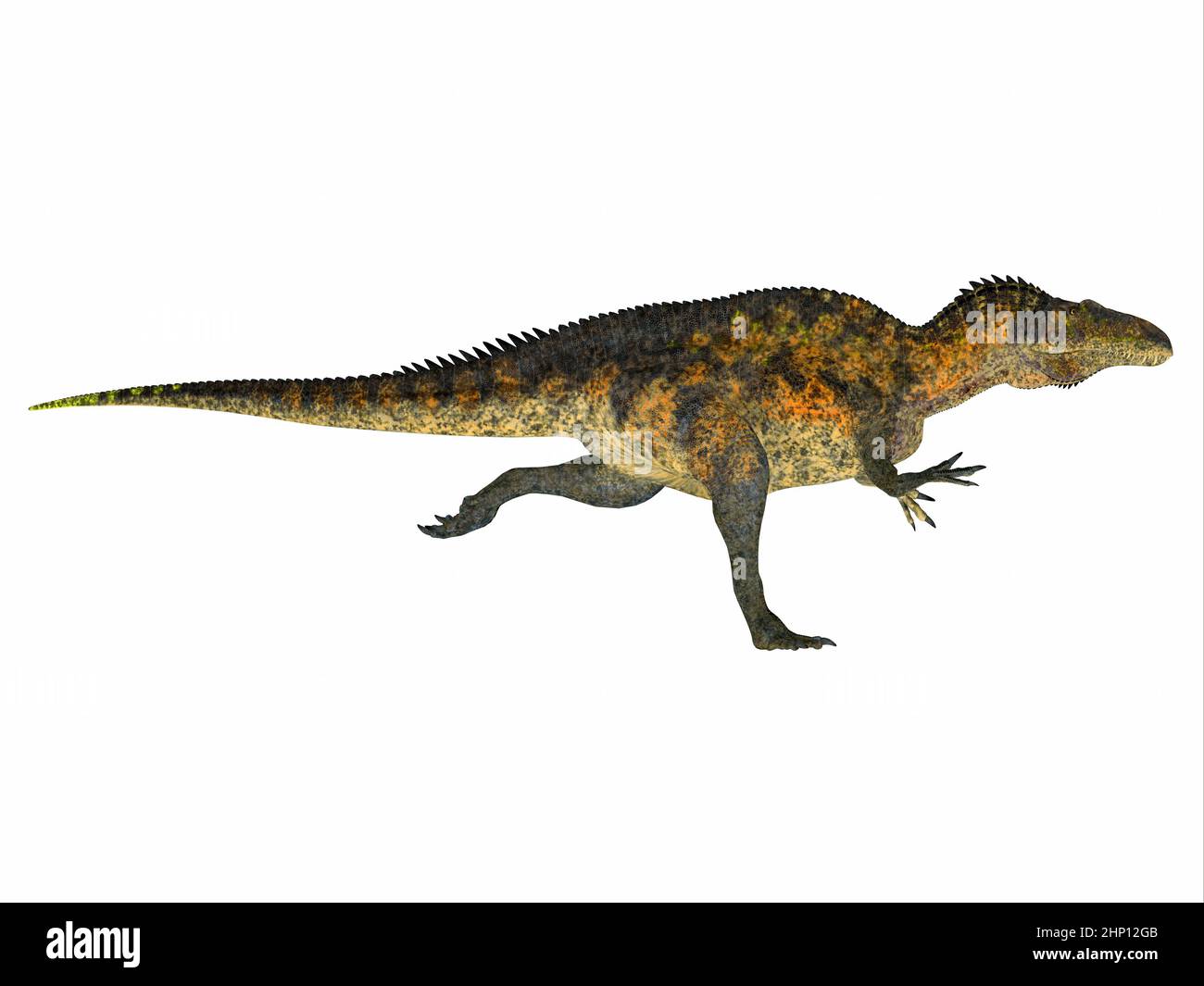 Acrocanthosaurus was a carnivorous theropod dinosaur that lived in ...