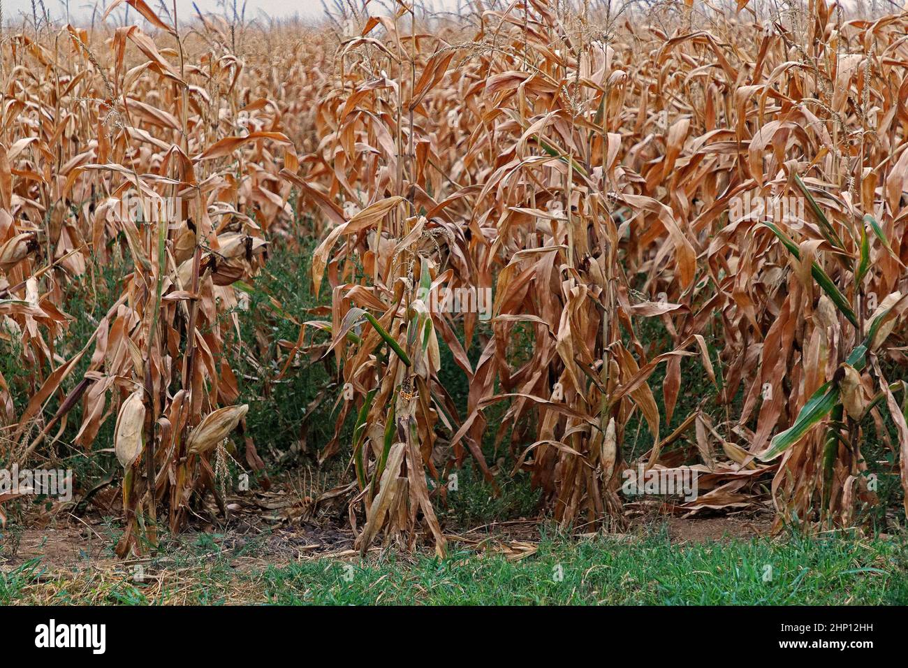 Dry corn crops field outside in country ready for harvesting Stock ...