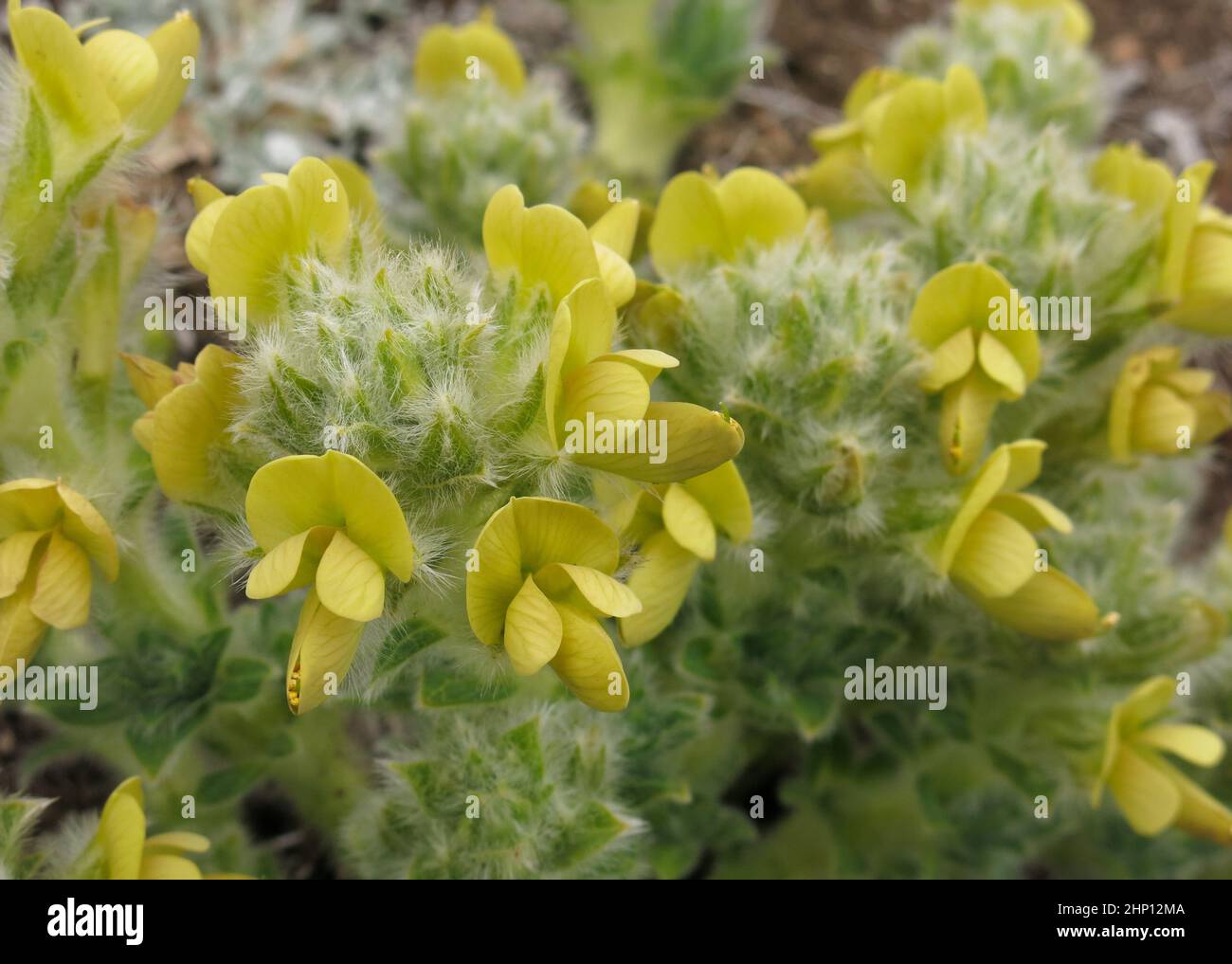Small yellow spring flowers growing in the Everest National Park, Nepal ...