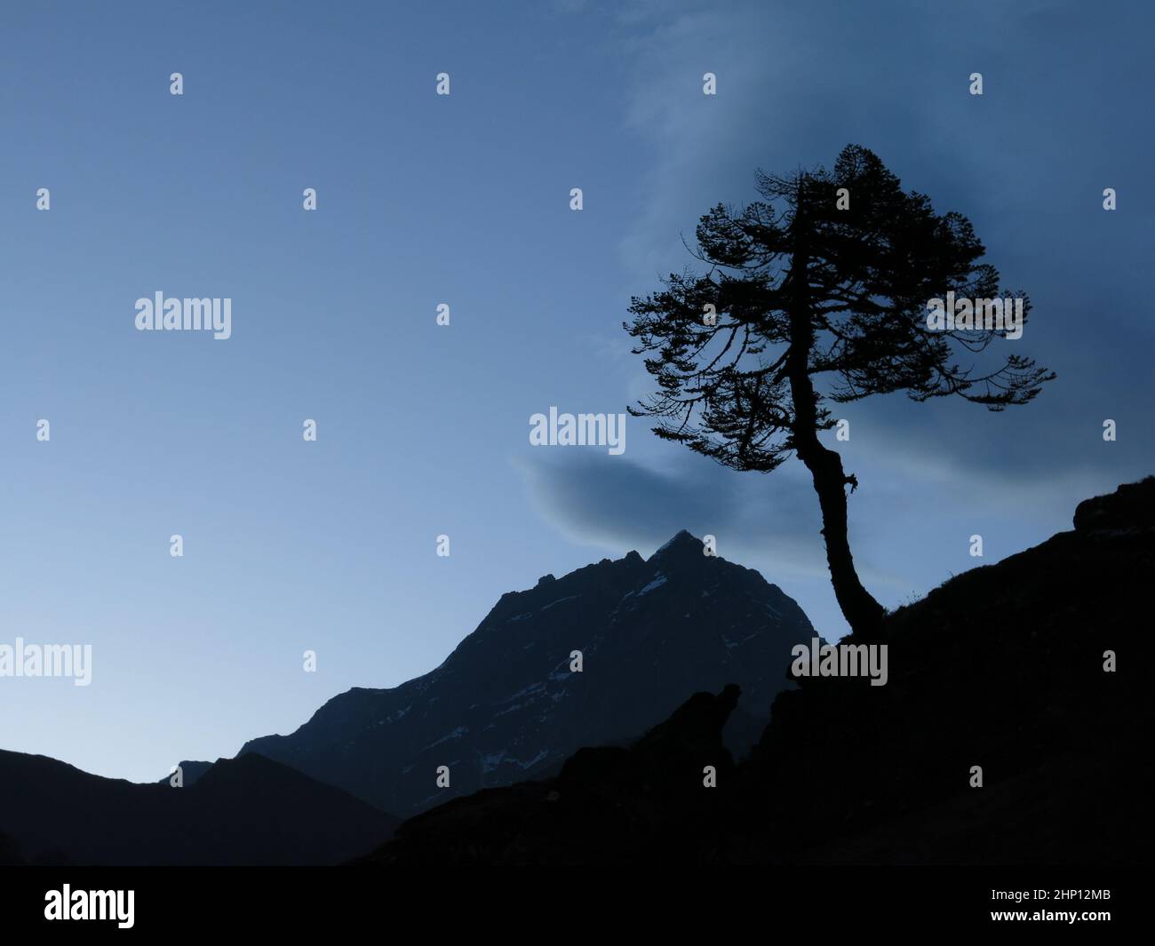 Silhouette of a rugged tree in the Everest National Park, Nepal Stock ...