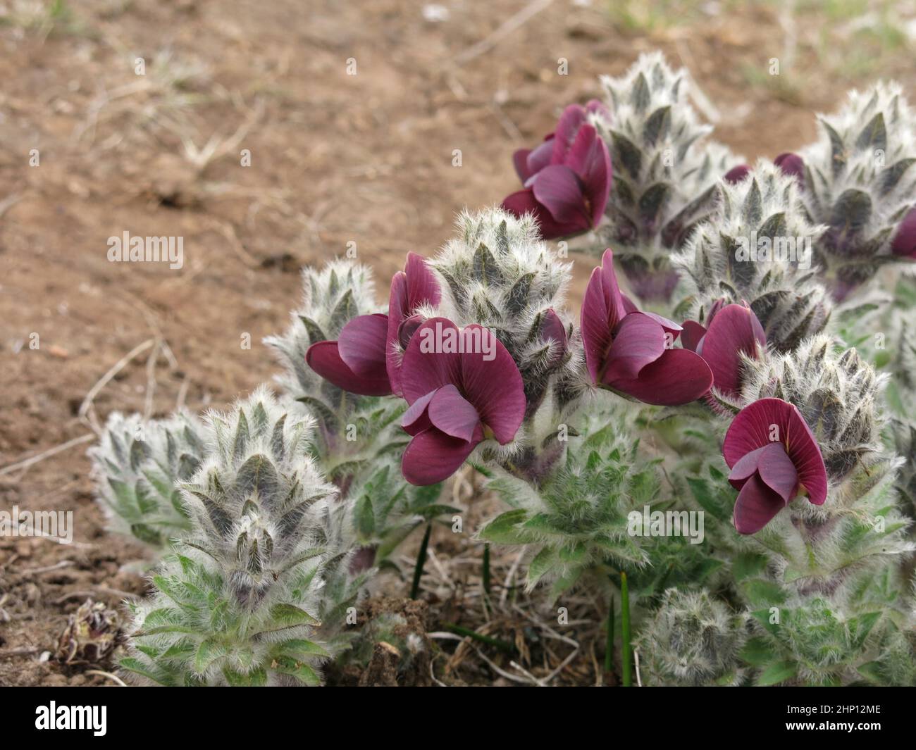 Tiny purple spring flowers growing in the Everest National Park, Nepal ...