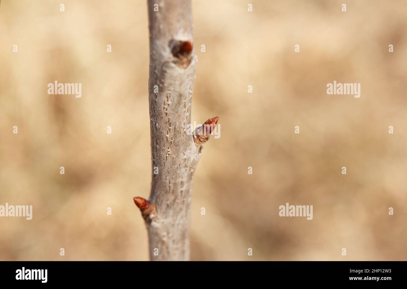 Early spring, buds begin to swell and bloom on fruit trees in garden ...