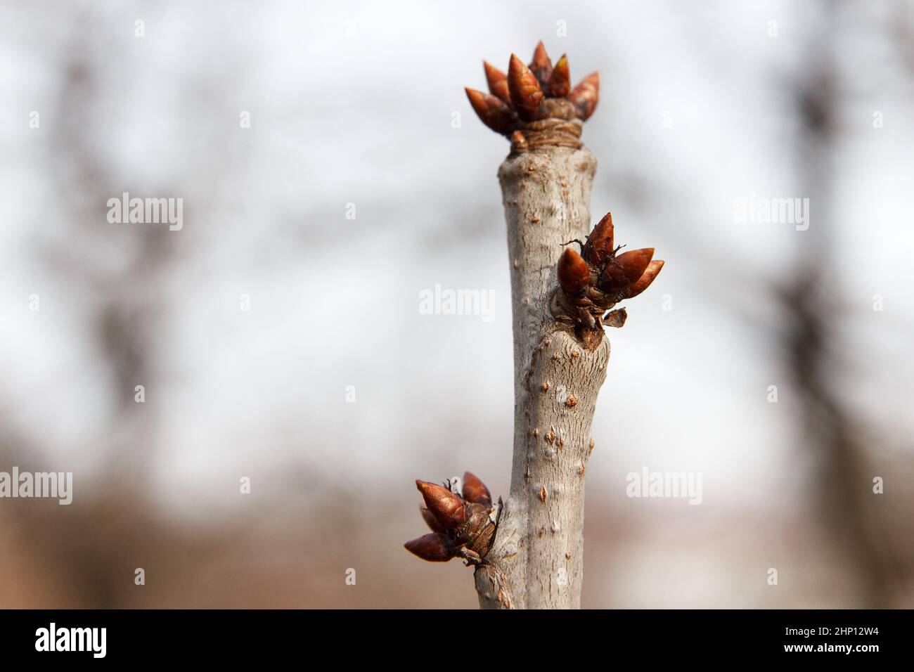 Early spring, many buds begin to swell and bloom on fruit trees in ...