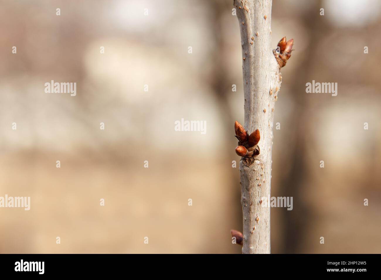Early spring, many buds begin to swell and bloom on fruit trees in ...