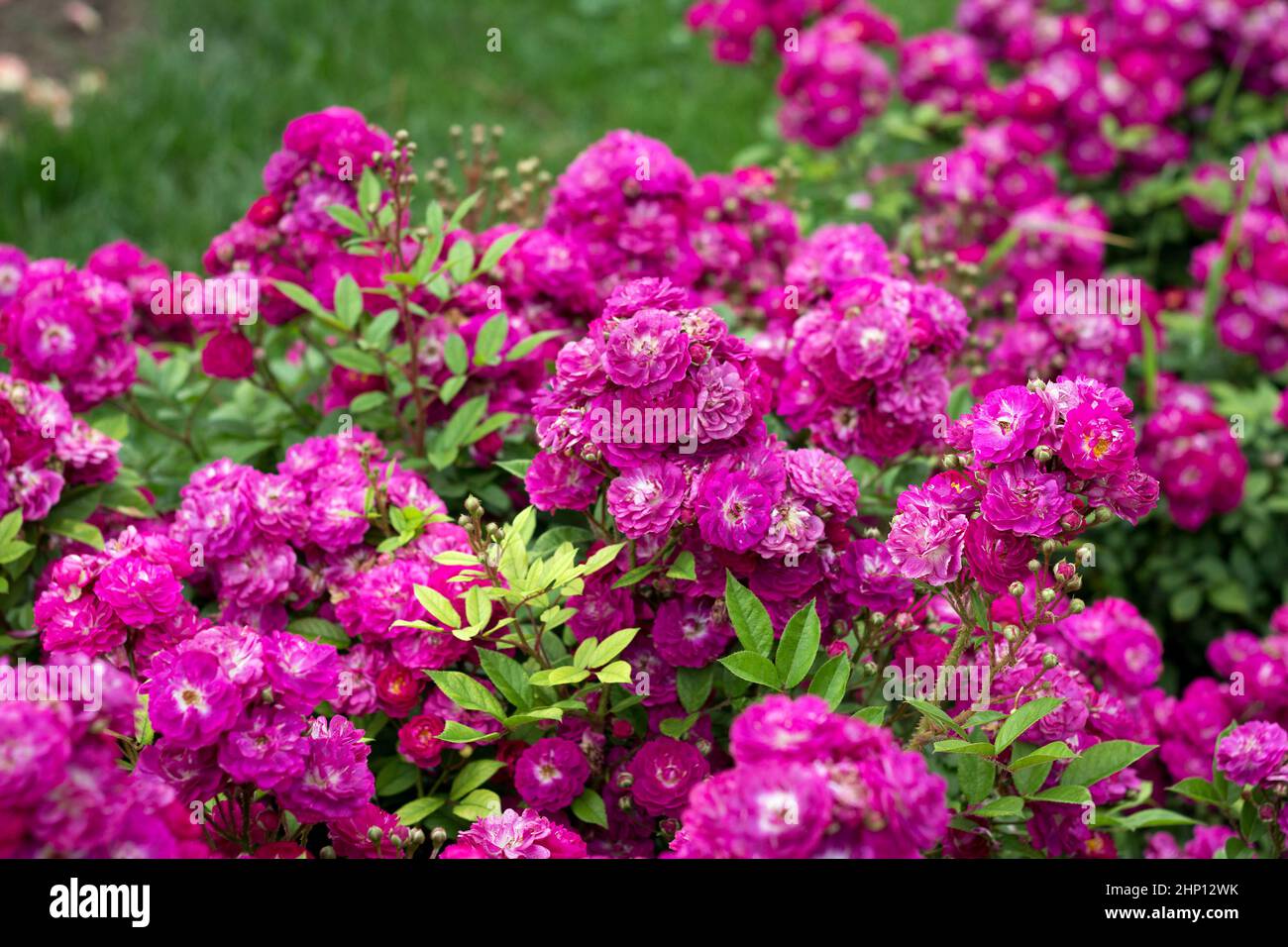 Many beautiful bush of flowering fluffy rose roses in summer garden ...