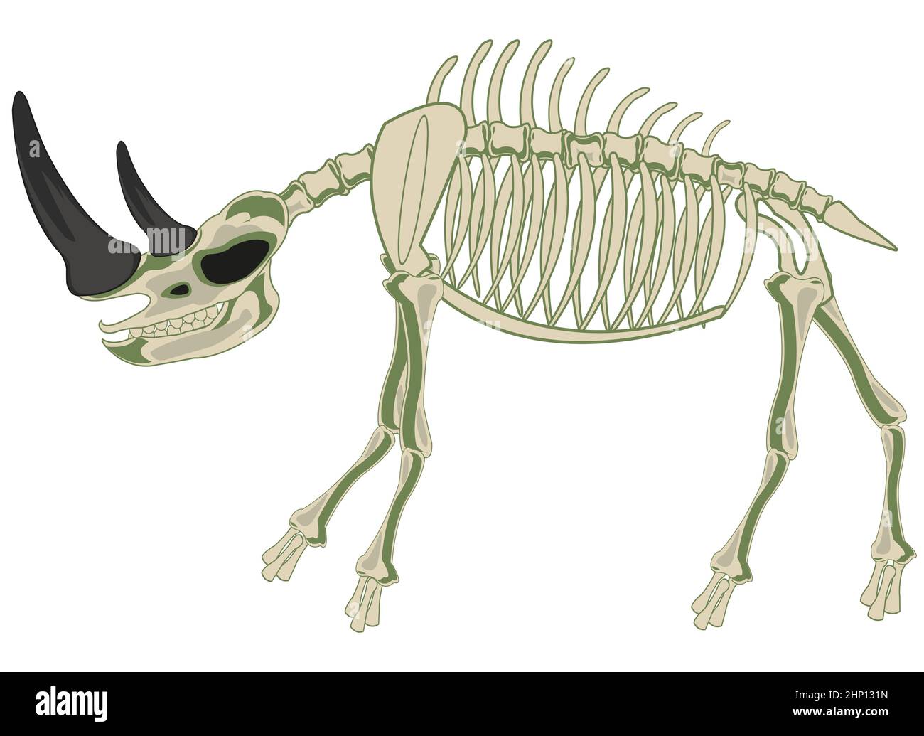 Vector illustration of the construction of the skeleton of the wildlife ...