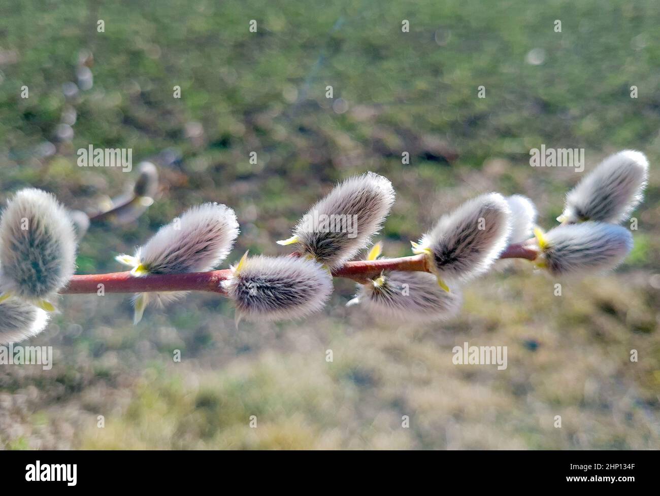 Catkins shrub hi-res stock photography and images - Alamy