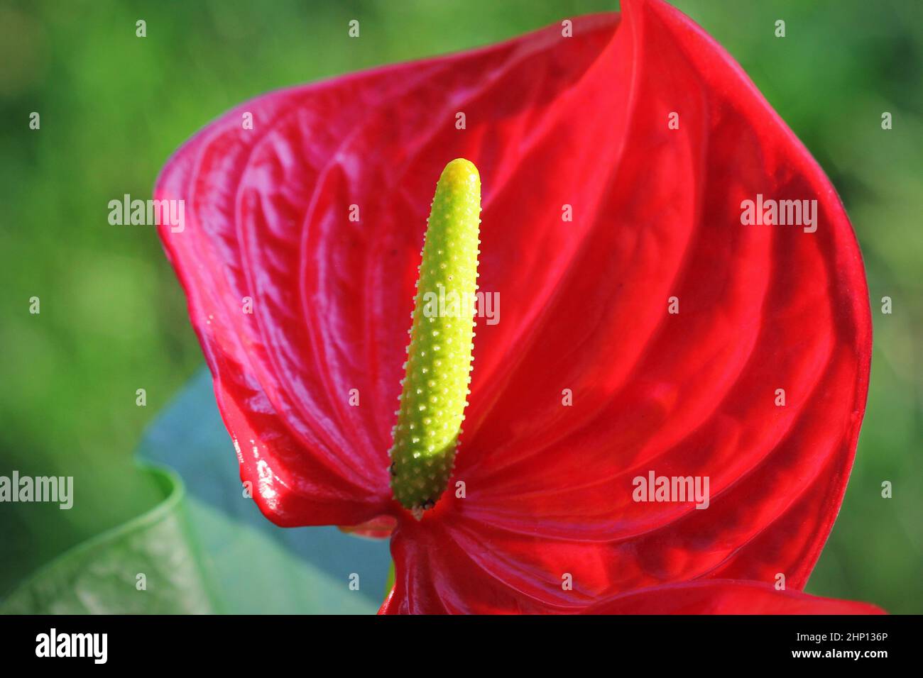 Red Flamingo flower,Anthurium andraeanum, Araceae or Arum on blurred ...