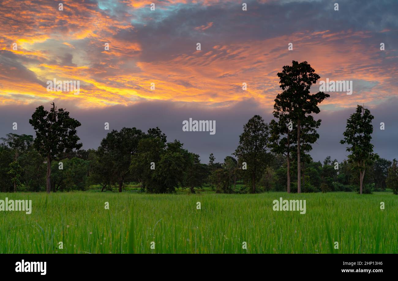 Landscape green rice field with sunrise sky and raindrops. Rice farm ...
