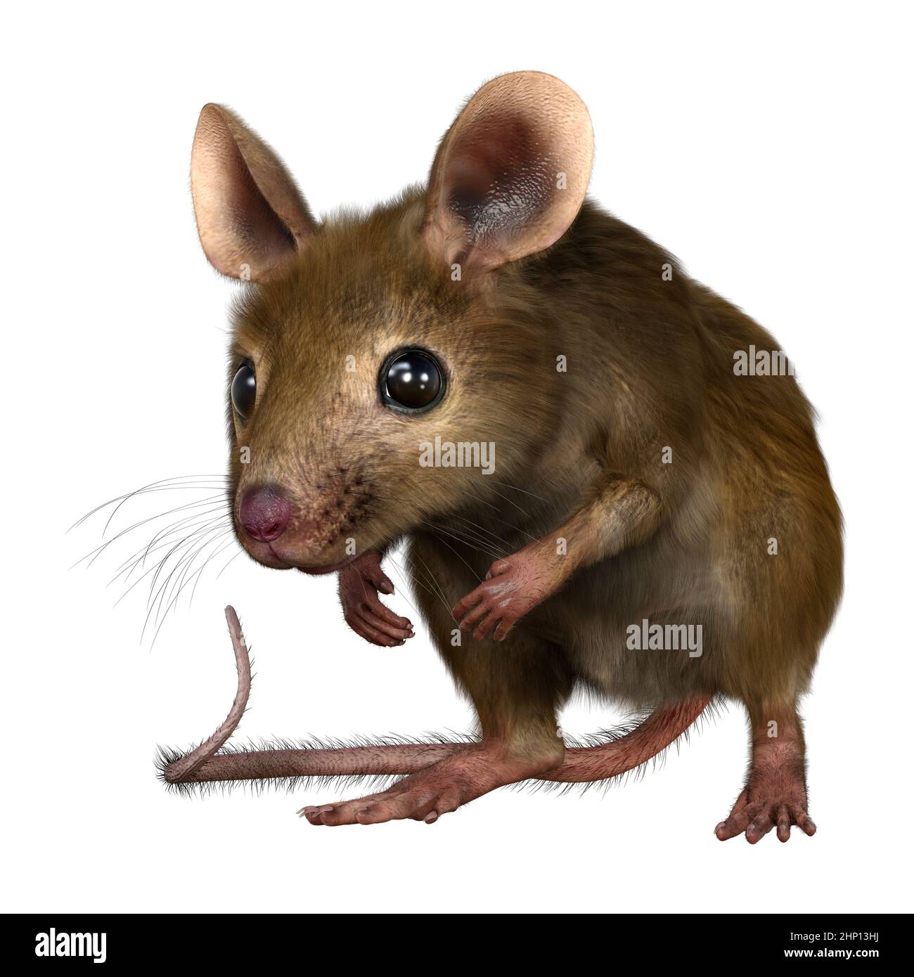 3D rendering of a little house mouse isolated on white background Stock ...