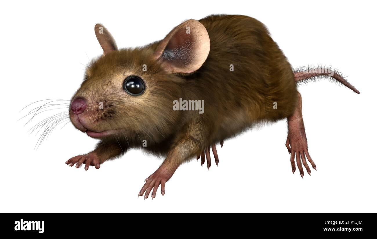 3D rendering of a little house mouse isolated on white background Stock ...