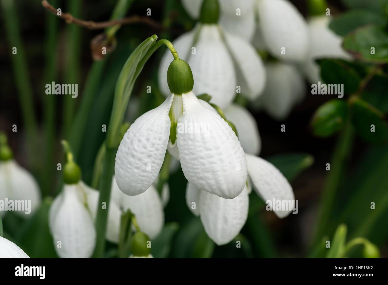 Galanthus byzantinus augustus hi-res stock photography and images - Alamy