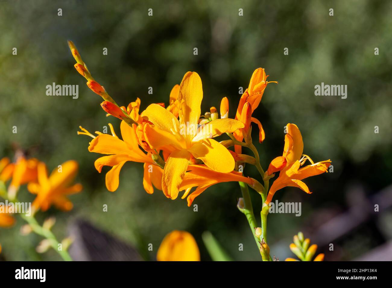 Crocosmia 'George Davidson' a summer autumn flowering plant with an ...