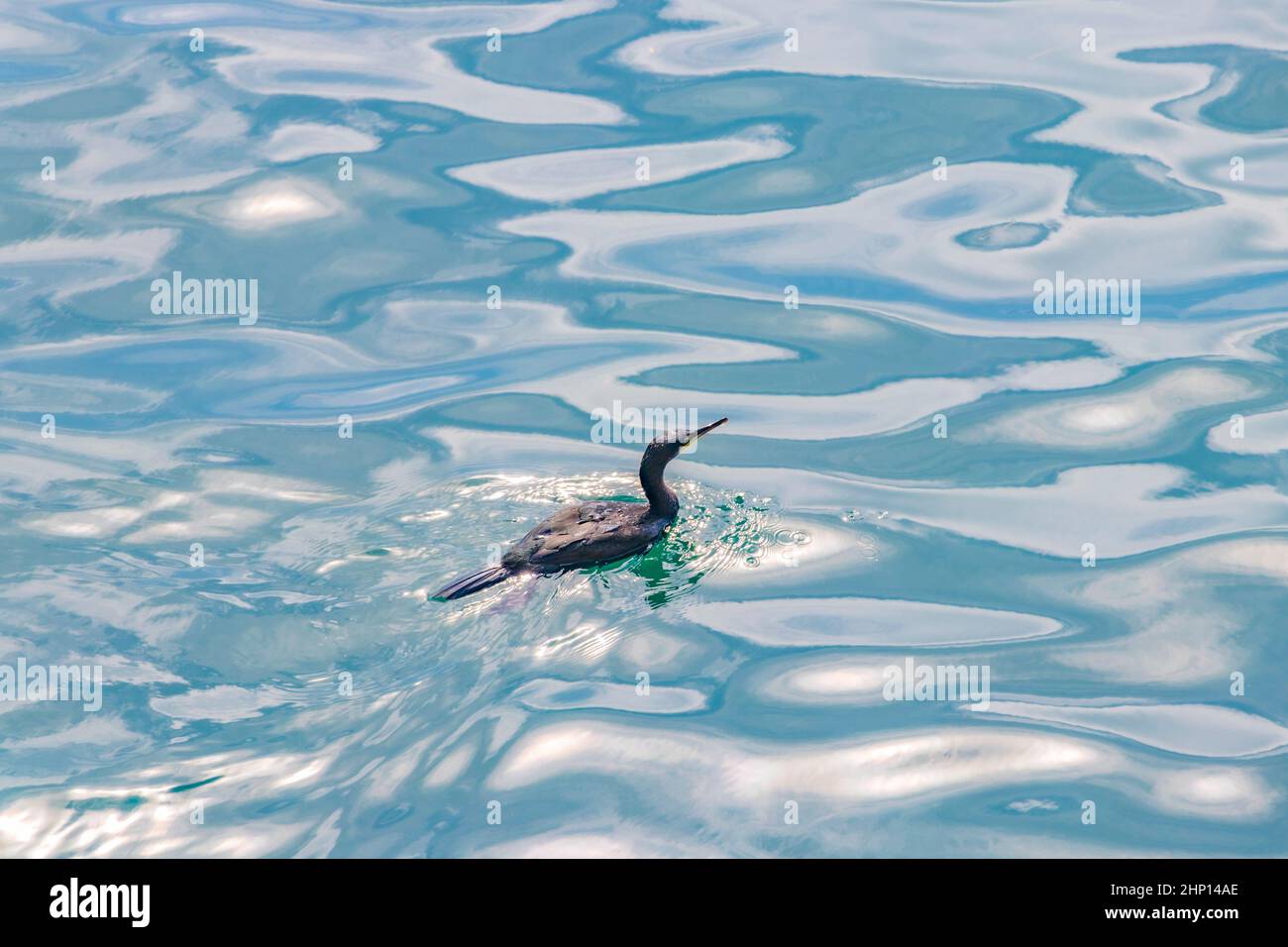 European shag black bird is swimming in the bay of Cala Figuera ...