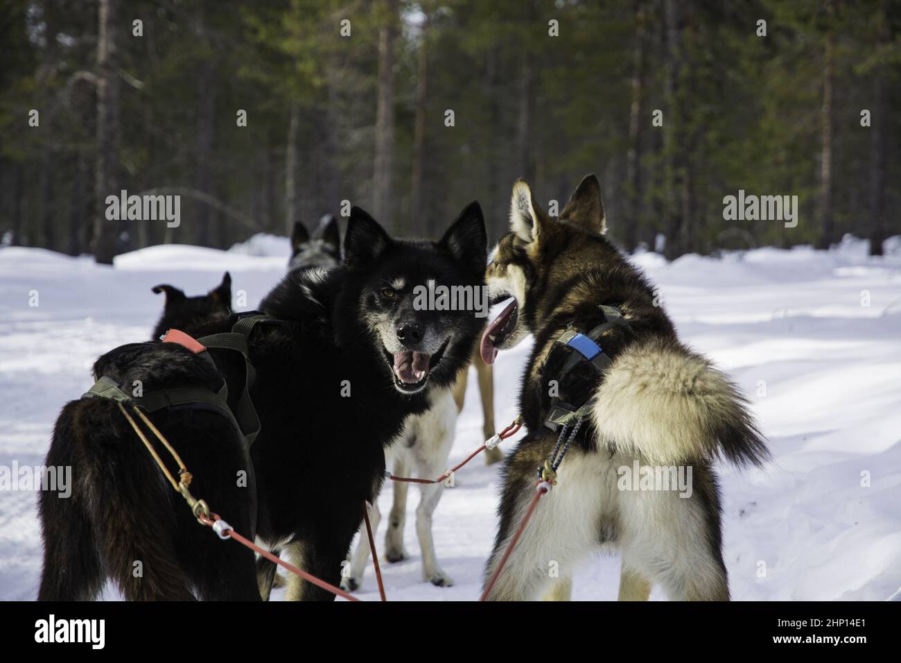 Husky sledding at Saariselka, Finland Stock Photo - Alamy