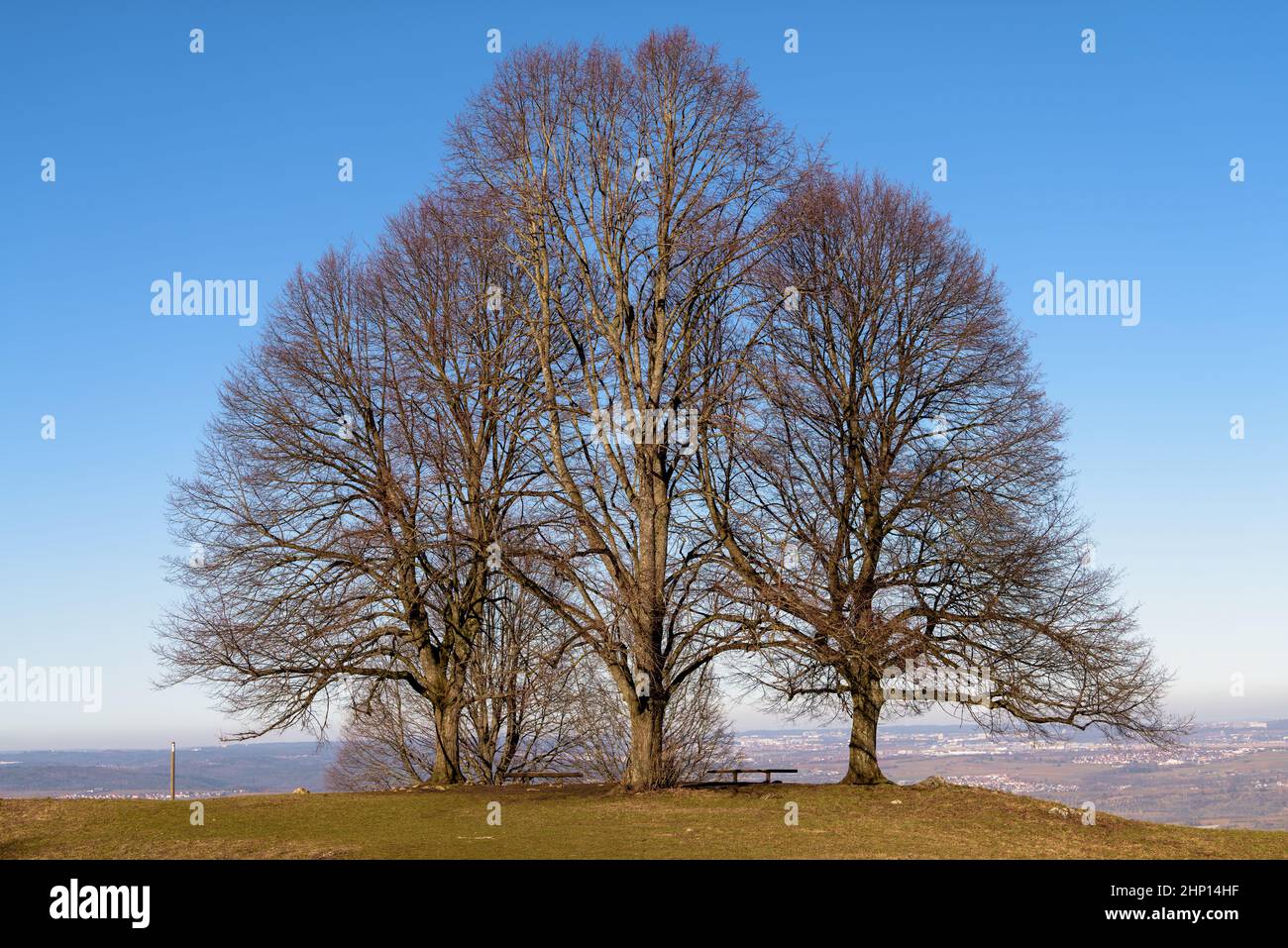 Three trees without leaves hi-res stock photography and images - Alamy