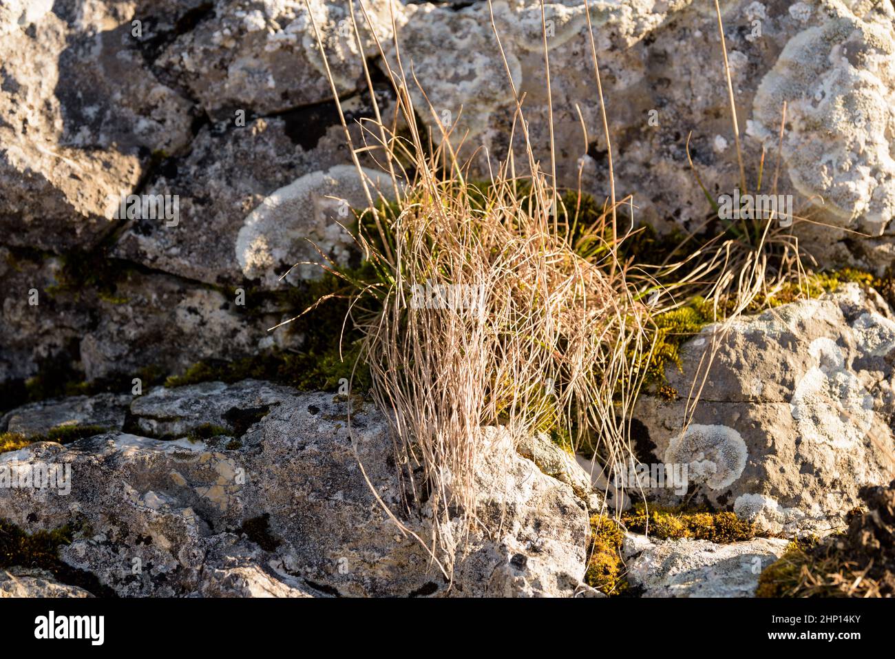 Grows between rocks hi-res stock photography and images - Alamy