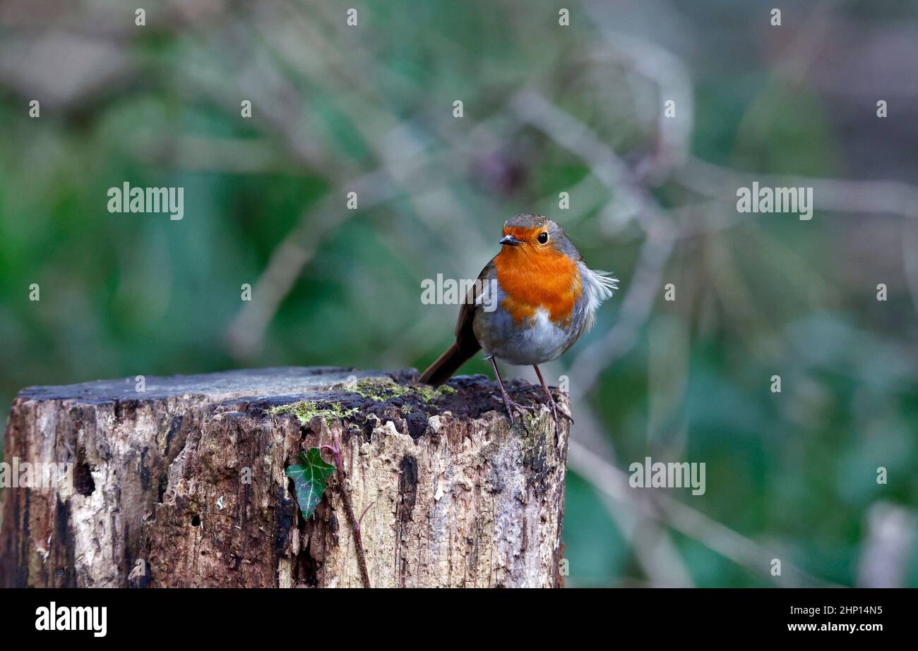 Eurasian robin posing in the woods Stock Photo - Alamy