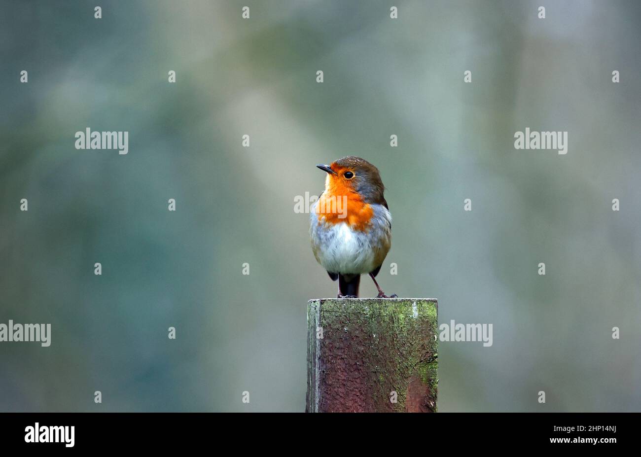 Eurasian robin posing in the woods Stock Photo - Alamy