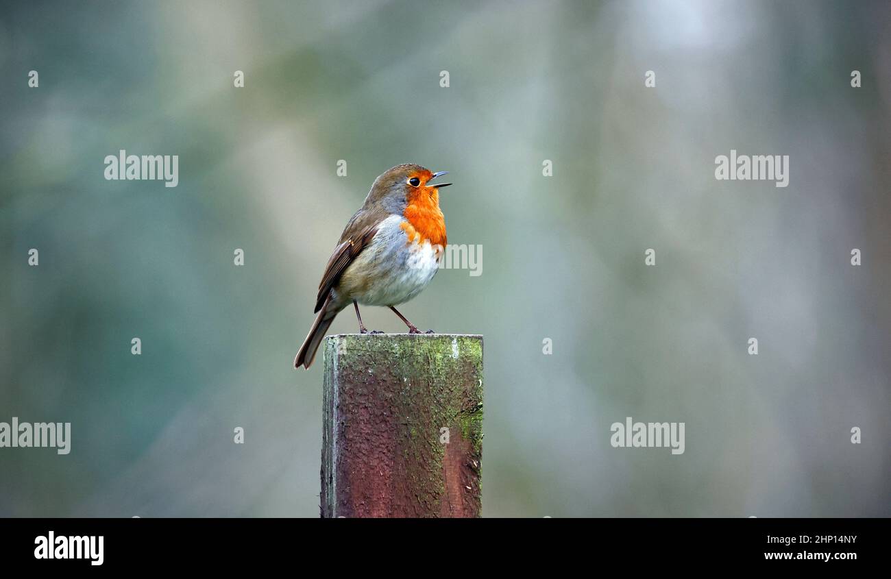 Eurasian robin posing in the woods Stock Photo - Alamy