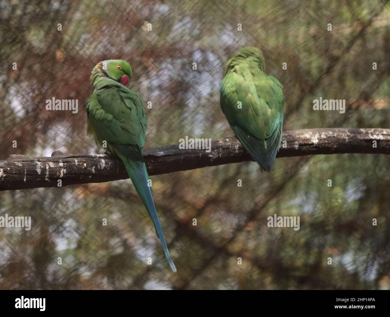 Two parrots are sitting on the tree. On blurred backgrounds Stock Photo ...