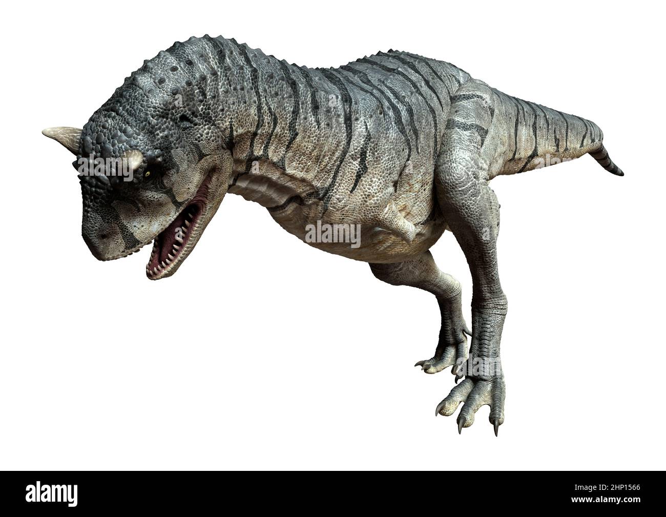Carnotaurus dinosaur white background hi-res stock photography and ...