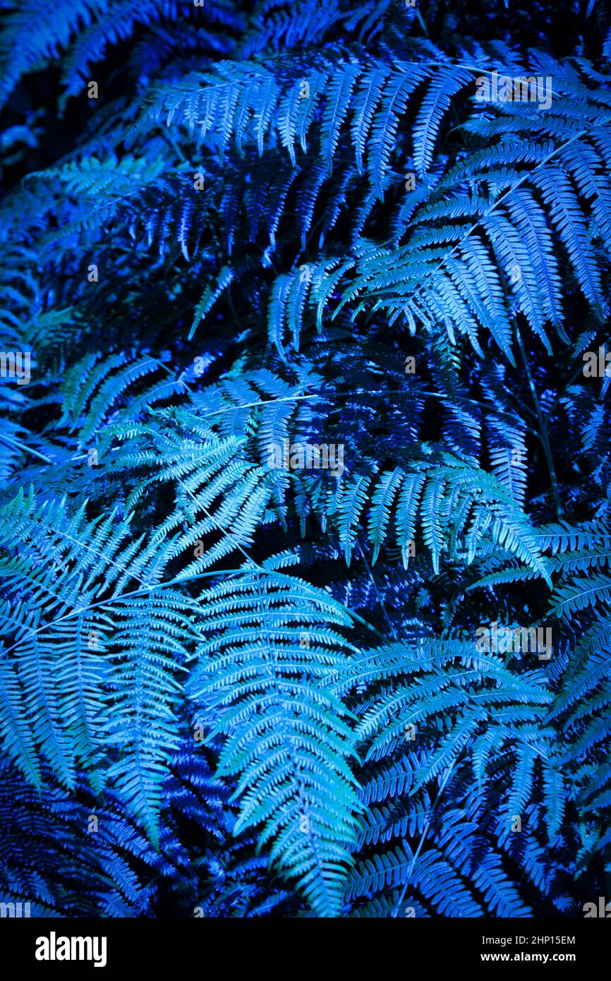 Blue plants pattern hi-res stock photography and images - Alamy