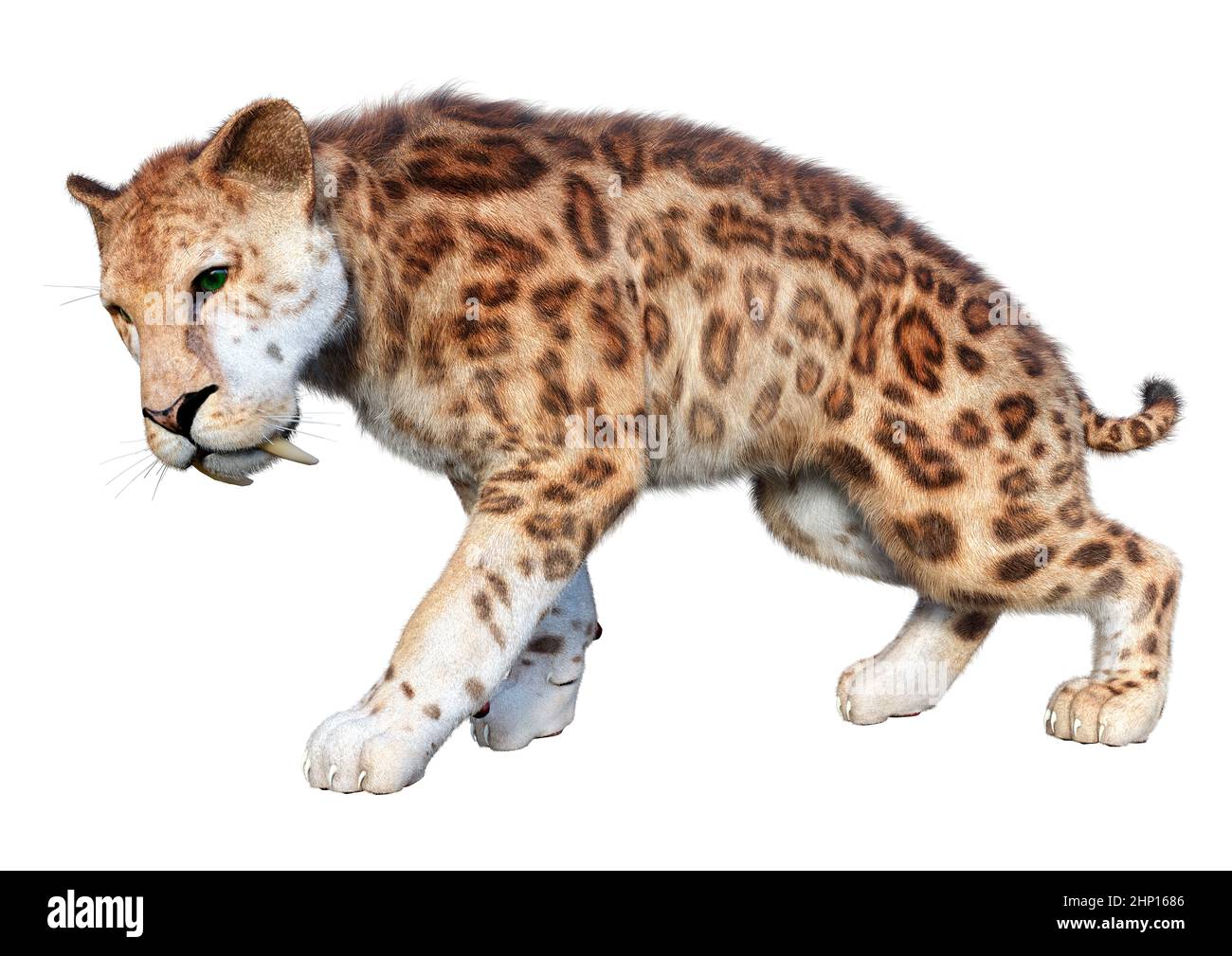 3D rendering of a sabertooth tiger isolated on white background Stock ...