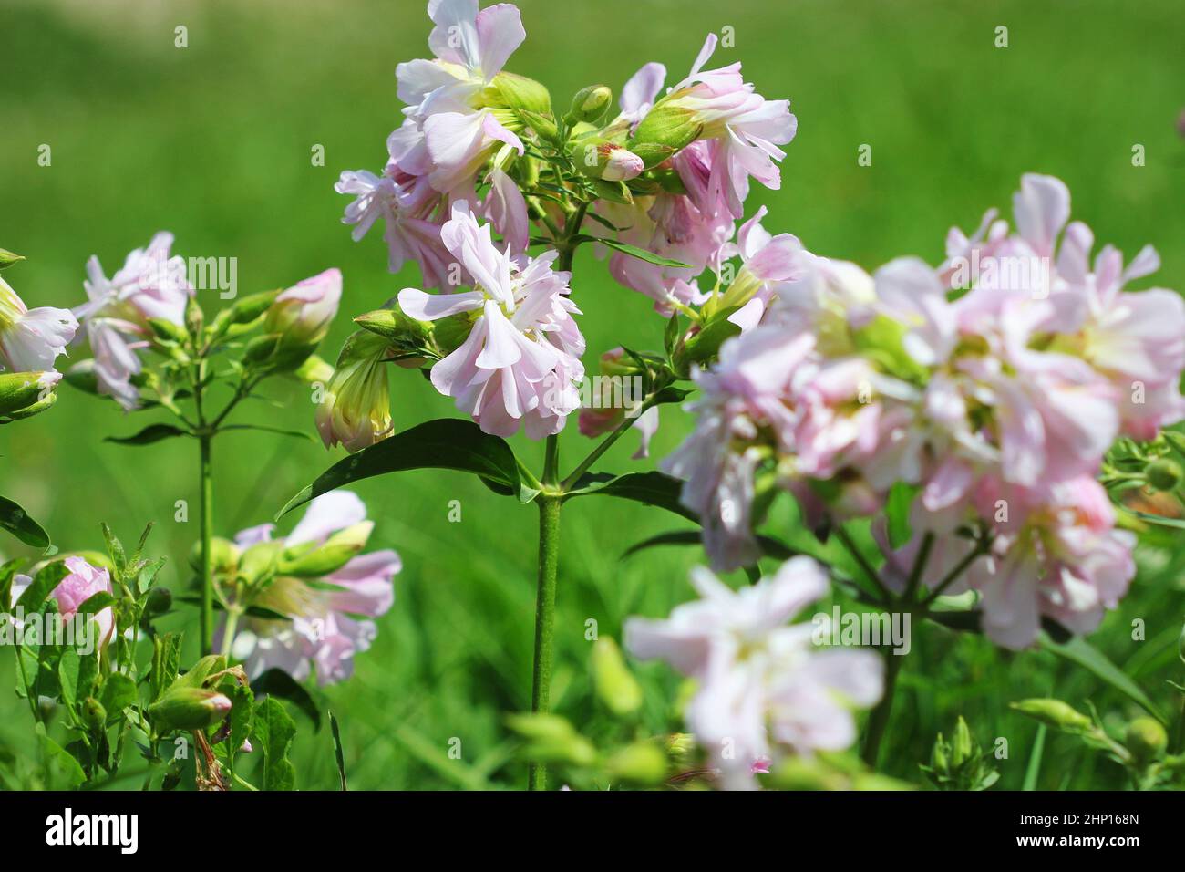 Wild sweet william hi-res stock photography and images - Alamy